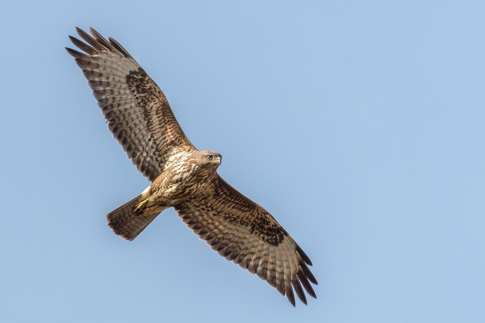 Man fined for killing buzzard | North Yorkshire Police